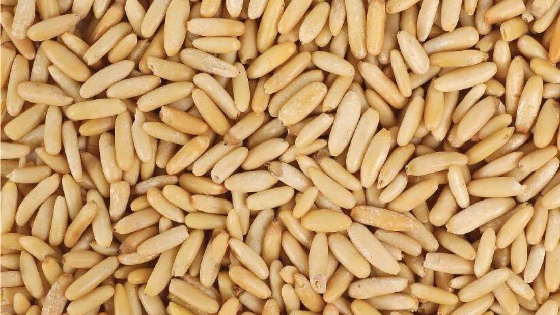 Top 10 Benefits of Eating Chilgoza (Pine Nuts) – Sindhi Dry Fruits